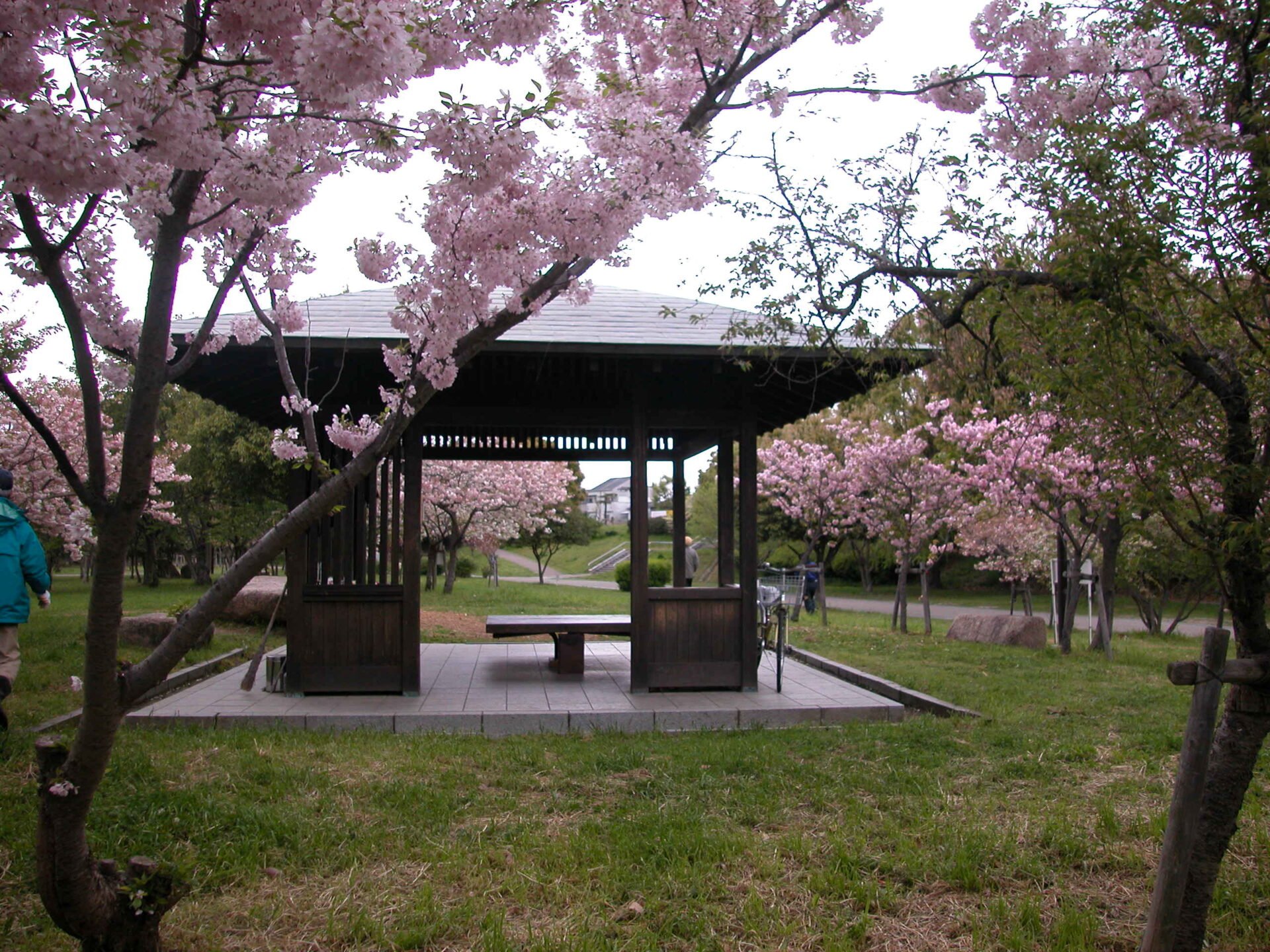 Cherry Blossom Viewing: The Top 10 Spots in Osaka - Osaka.com