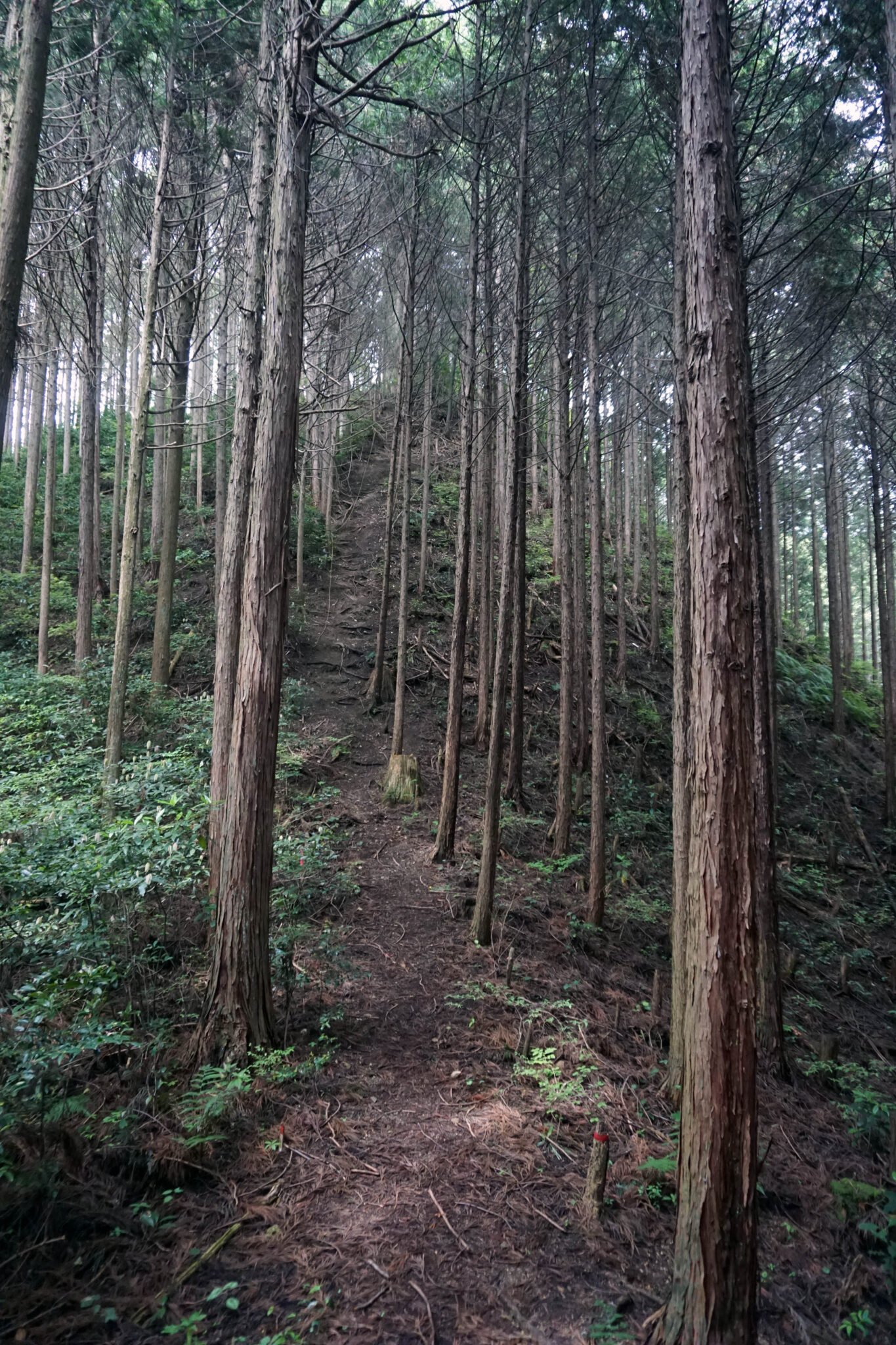 Off The Beaten Track in Rural Osaka - Osaka.com